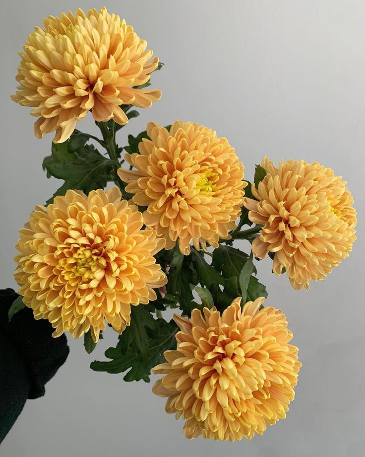 Potomac Floral Wholesale on Instagram: Potomac Floral Wholesale on Instagram: