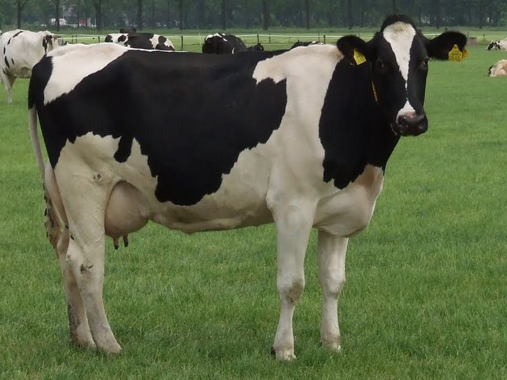 Holstein Friesian Cow Hf Cow Holstein Cows Cow