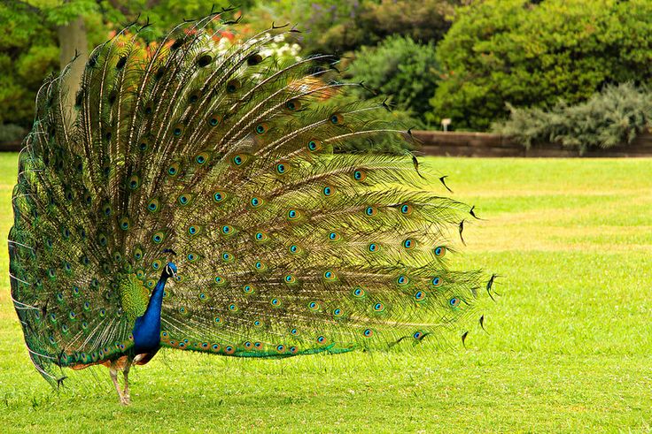 Prancing Peacock Peacock Arboretum Wild