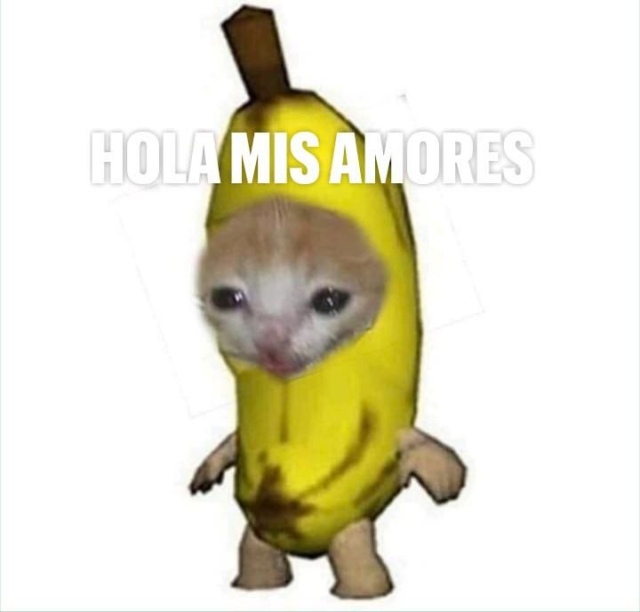 Hola Mis Amores Милый кот Котята Смешные фотографии животных