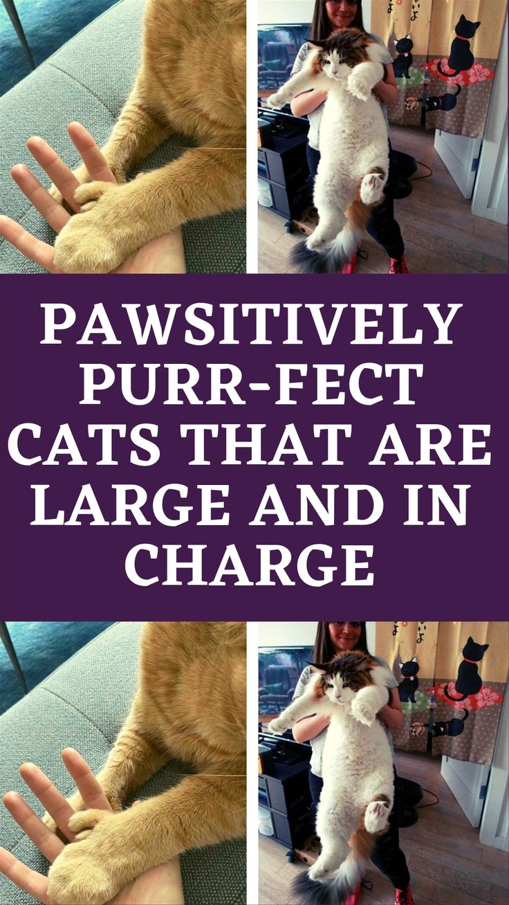 Pawsitively Purr Fect Cats That Are Large And In Charge