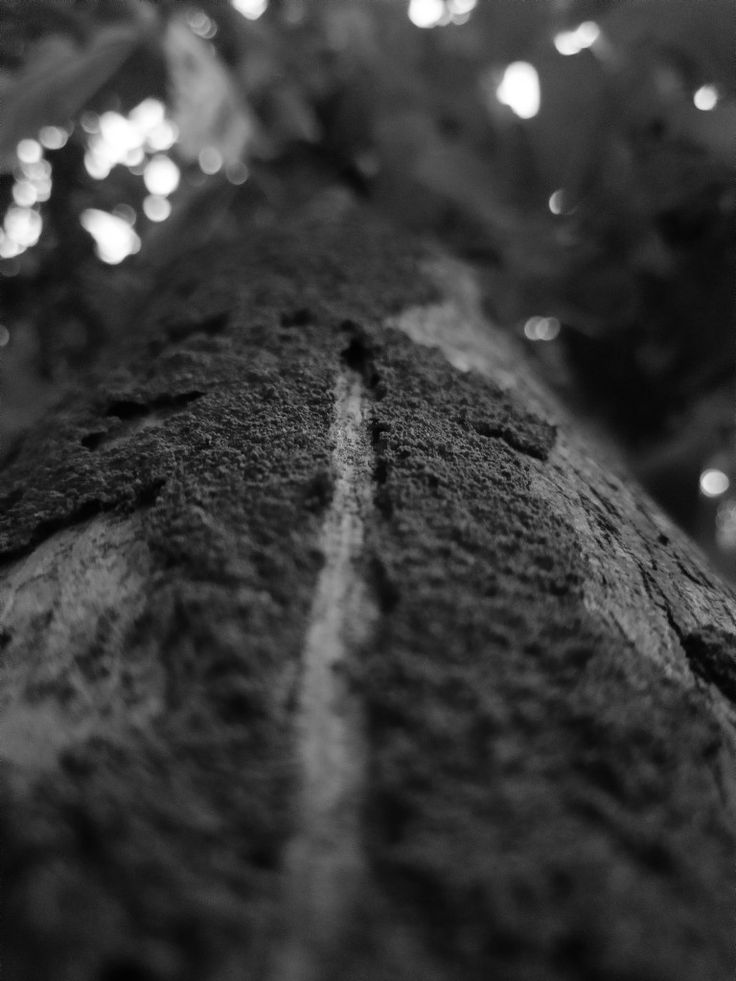 Tree Get Sand With Ants ๐ Sand Railroad Tracks Tree