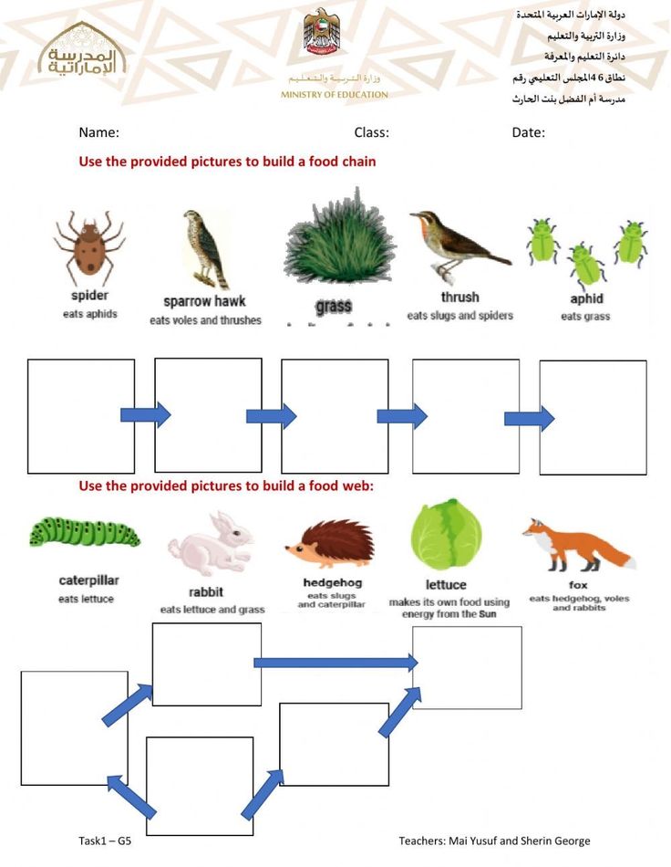 Pin By Odilynunez On Mis Fotos Food Web Worksheet Food Chain Worksheet Food Web