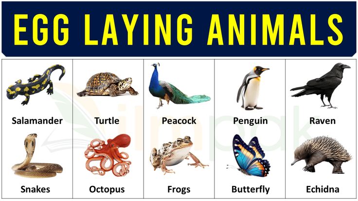 ilmPak | Helping You Learn | Egg laying, All types of cats, Animals ... ilmPak | Helping You Learn | Egg laying, All types of cats, Animals ...