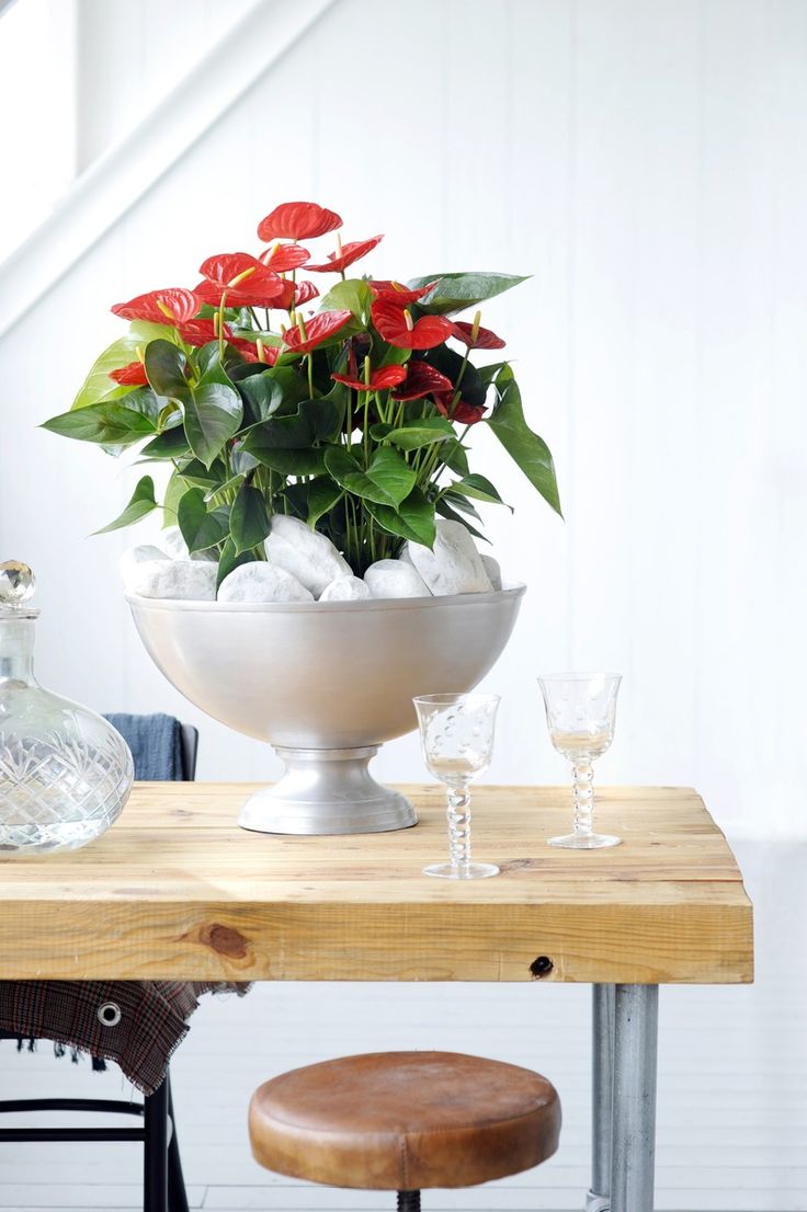 Alles Wat Je Moet Weten Over Deze Stoere Plant Planten Potplanten