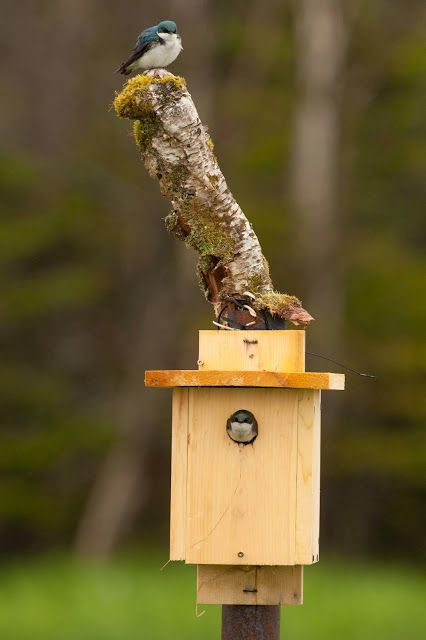 Newfoundland Nature Projects More On My Tree Swallow Nest Box Project