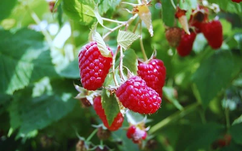 Boyne Raspberry - Fruit Bushes | Fruit bushes, Raspberry fruit, Edible ... Boyne Raspberry - Fruit Bushes | Fruit bushes, Raspberry fruit, Edible ...