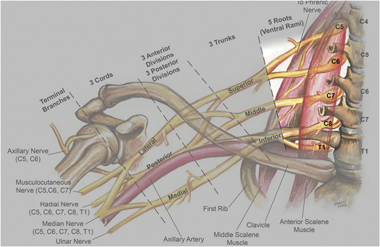 Pin on Peripheral Nerve Block Pin on Peripheral Nerve Block