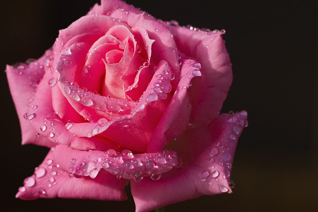 Wet Rose Macro Rose Rose Photography Wet
