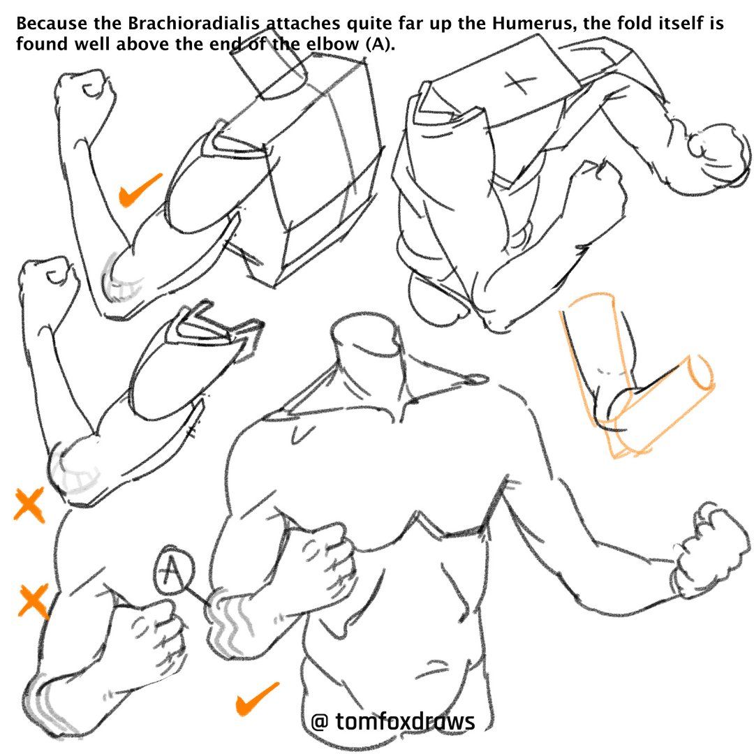 Tomfoxdraws On Twitter Art Reference Poses Human Anatomy Drawing Figure Drawing Reference