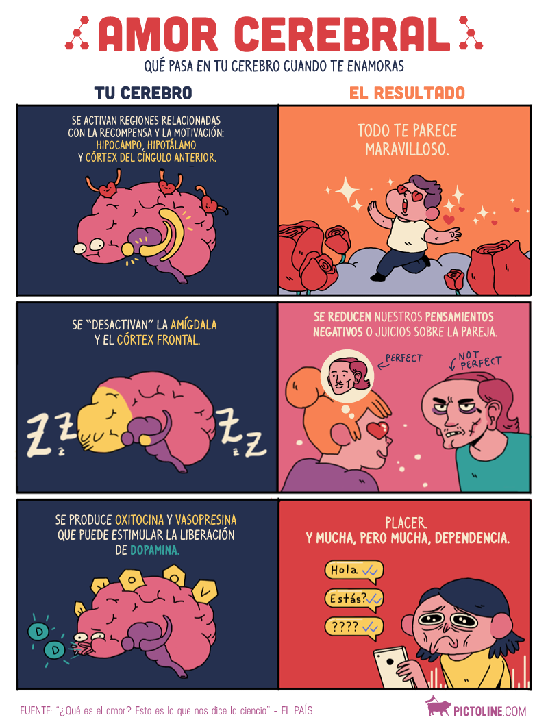 Amor Cerebral ¿qué Pasa En Tu Cerebro Cuando Te Enamoras Pictoline