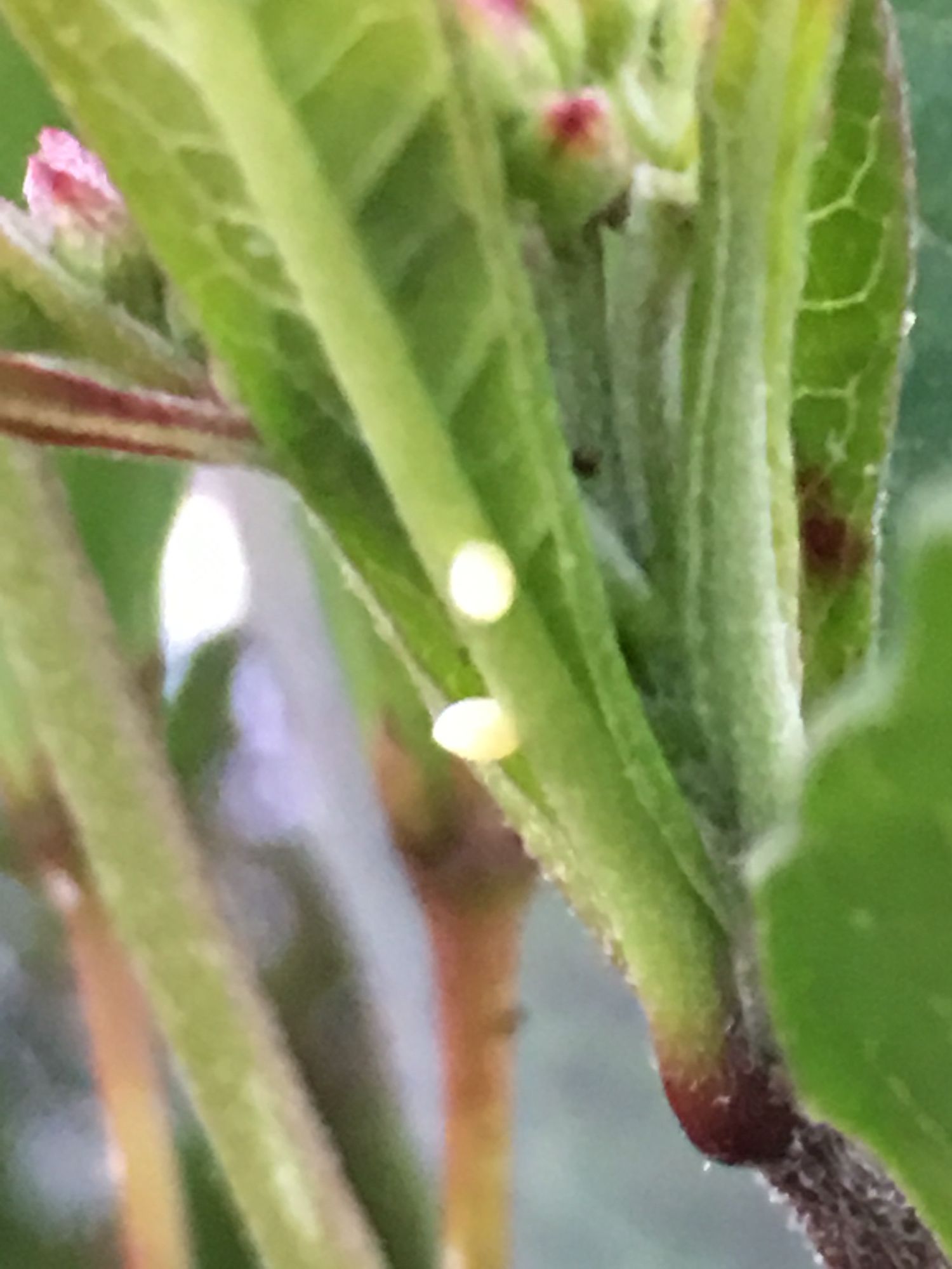 My Very First Monarch Butterfly Eggs On My New Milkweed Plant Milkweed Plant Bountiful