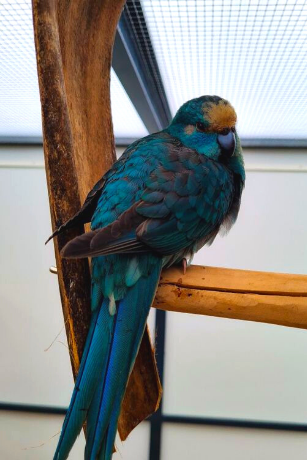 Océan Kakariki Bleu Mutation Wild Birds Parakeet Beautiful Birds