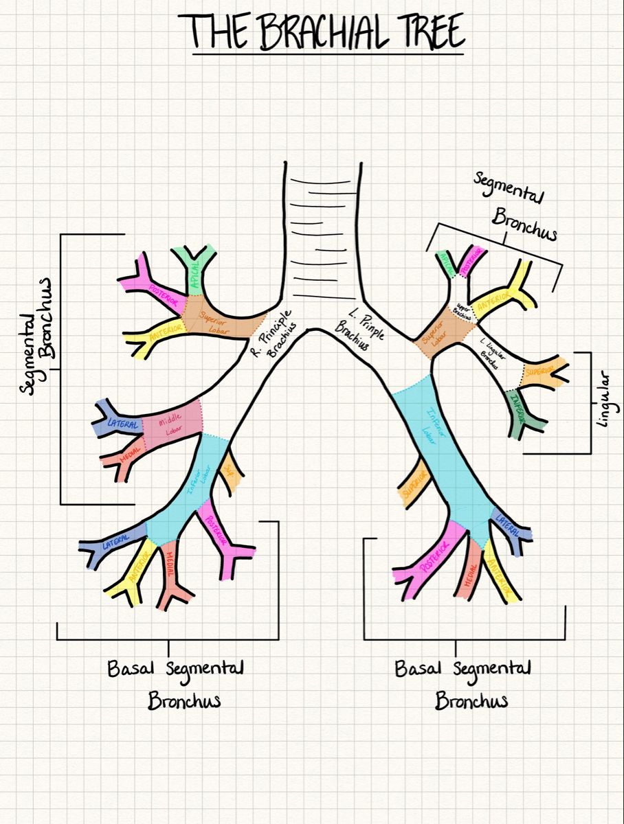 Bronchial Tree Anatomy Labeled Bronchial Tree Anatomy Labeled