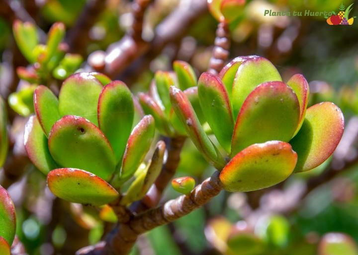 Jade Succulent Succulent Cuttings Plant Cuttings Growing Succulents Planting Flowers Jade
