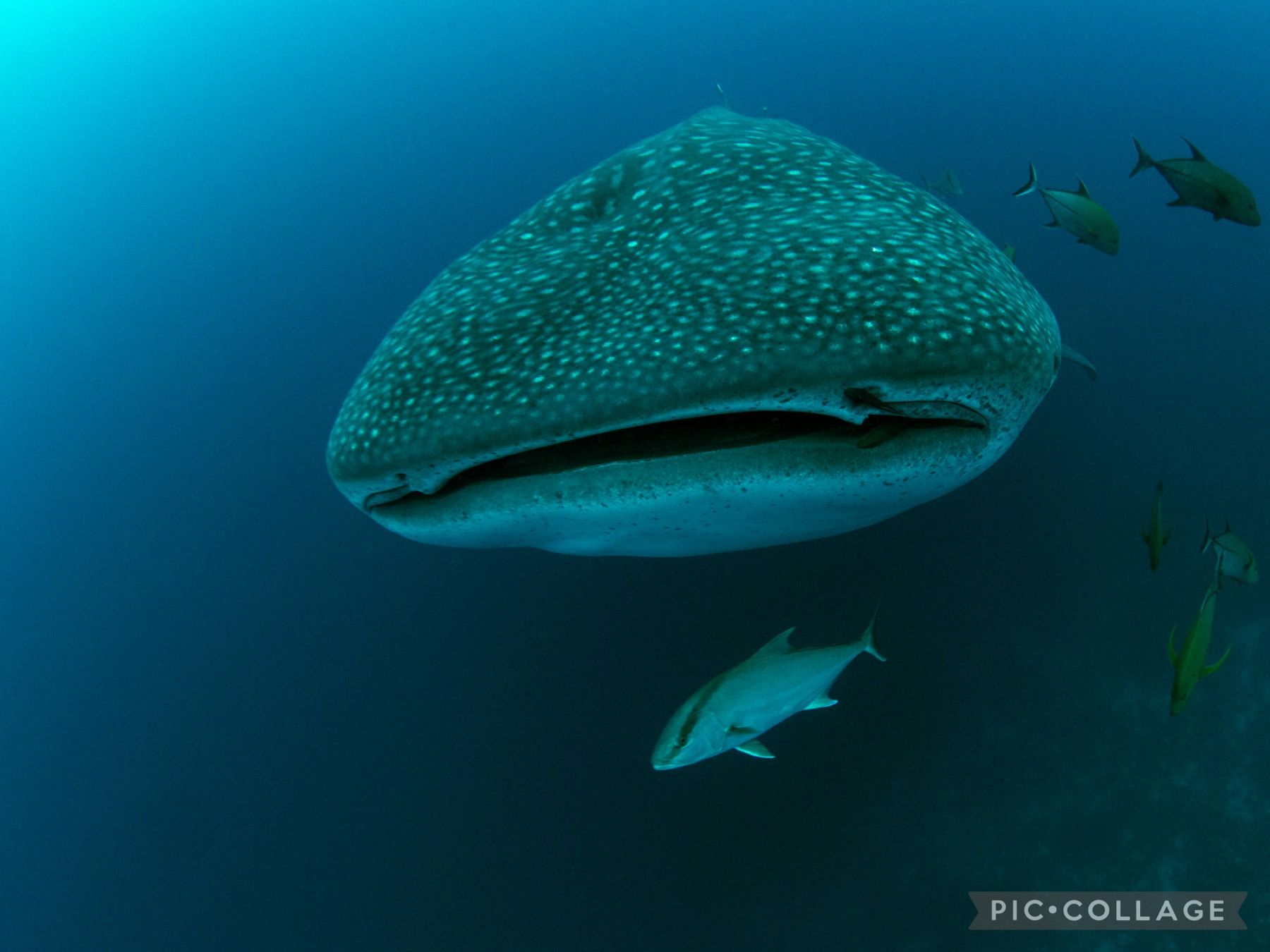 Whale Shark 🦈 The Whale Shark Can Feed On A Plankton Into A Digestive System Plankton Reef