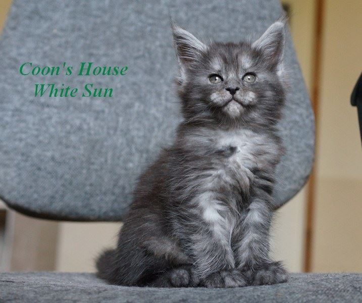 Pin On Maine ️ Coon ️