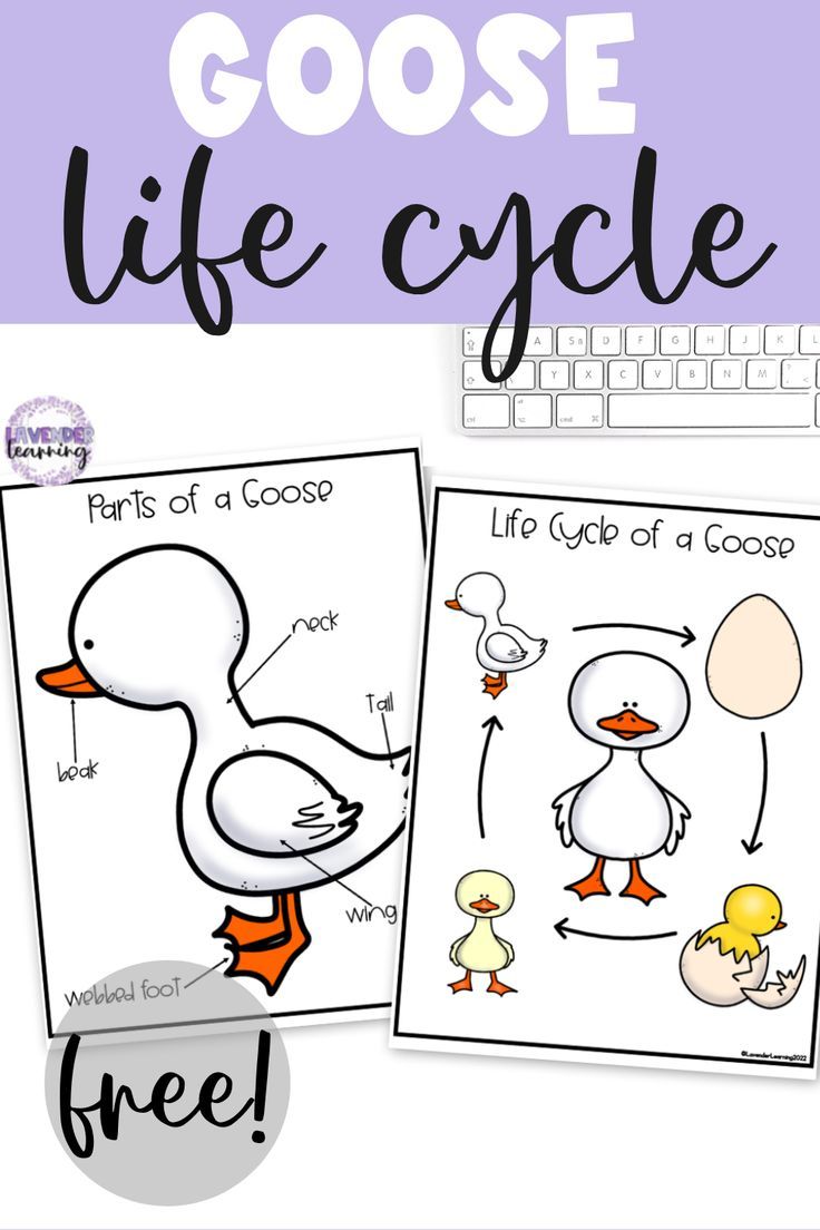 Life Cycle Of A Goose Activities Worksheets Booklet Goose Life Cycle Life Cycles