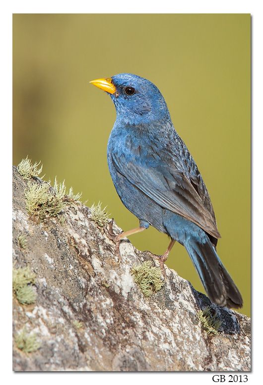Birds Blue Finch Pretty Birds Beautiful Birds Beautiful Pictures Finch Tattoo Dinosaurs Live