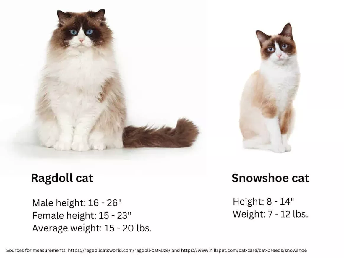Snowshoe Cats Explained Artofit