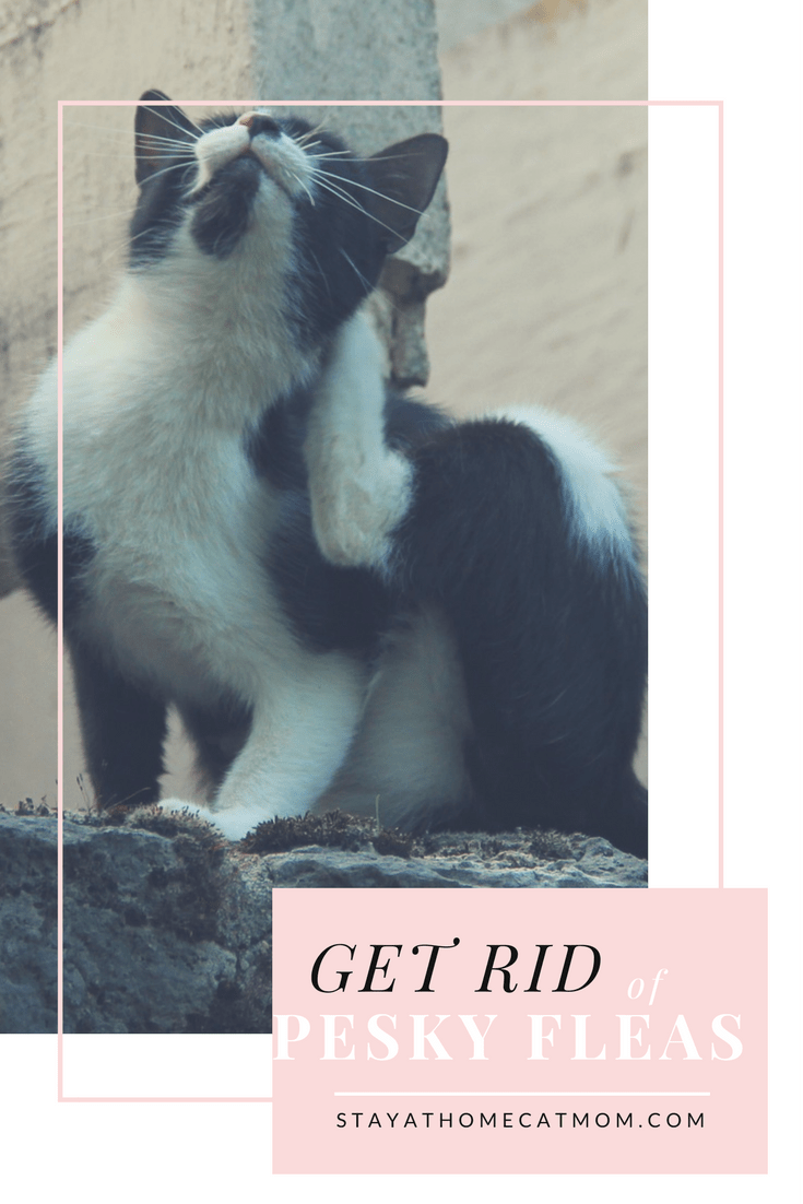 Fleas How To Get Rid Of Pesky Fleas For Good Cat Fleas Fleas Cat Mom