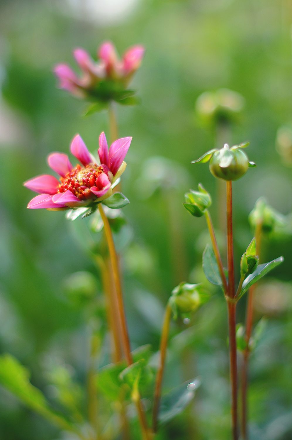 Vår Dahliaodling Och Vilka Sorter Som Blommar Nu — Fiddekulla Trädgård