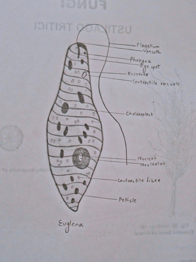 Euglena Drawing