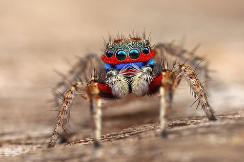 Fashionable jumping spiders – Artofit Fashionable jumping spiders – Artofit