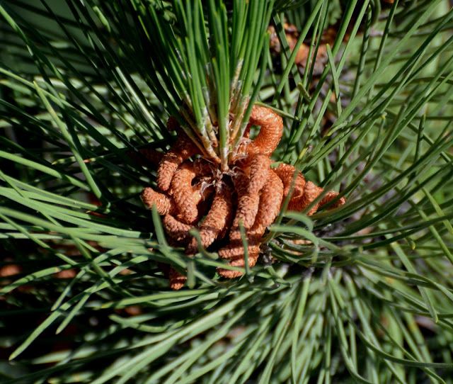 Shooting From The Hip Male Cones Lodgepole Pine Pinus Contorta Cones Pine Male