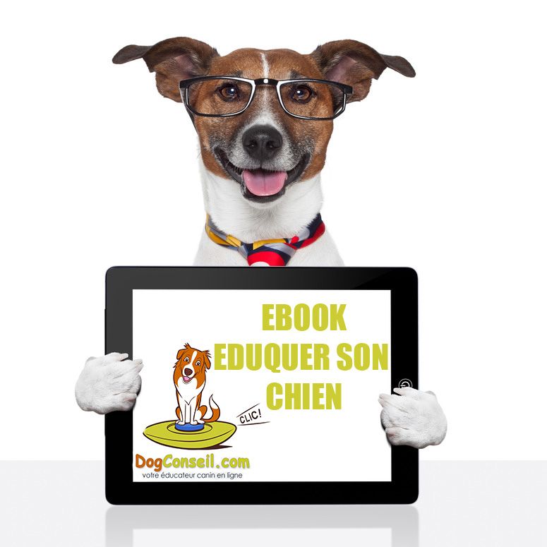Comment eduquer son chien en 8 semaines! | Eduquer son chien, Chien ... Comment eduquer son chien en 8 semaines! | Eduquer son chien, Chien ...