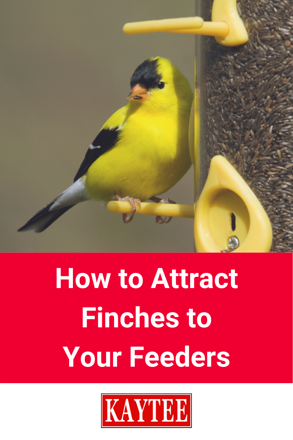 The 4 Best Finch Feeders In My Backyard 2022 Artofit