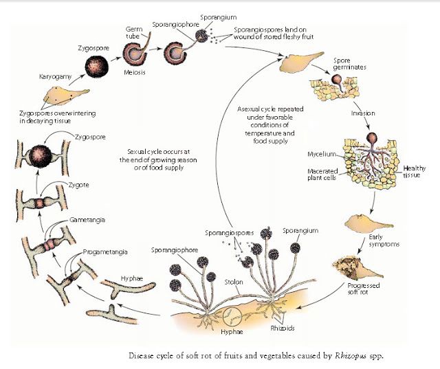 Rhizopus Stolonifer Life Cycle