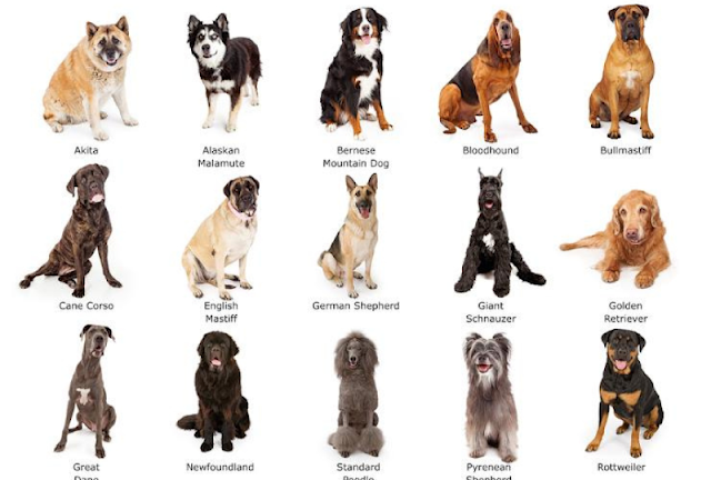 【2022年版】世界の大型犬10種類を紹介!大型犬の魅力をご紹介!【2022】 犬 種類 大型犬 犬