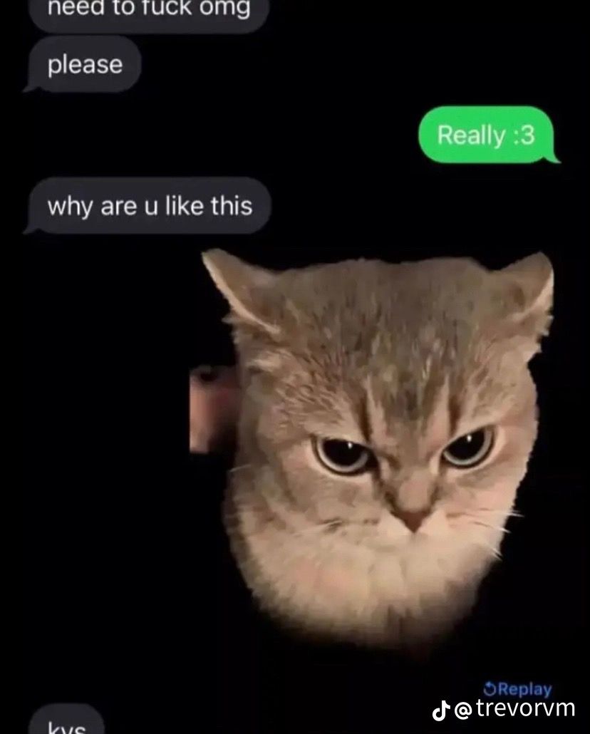 23 Cat Memes That Are Flights Of Feline Fancy Artofit