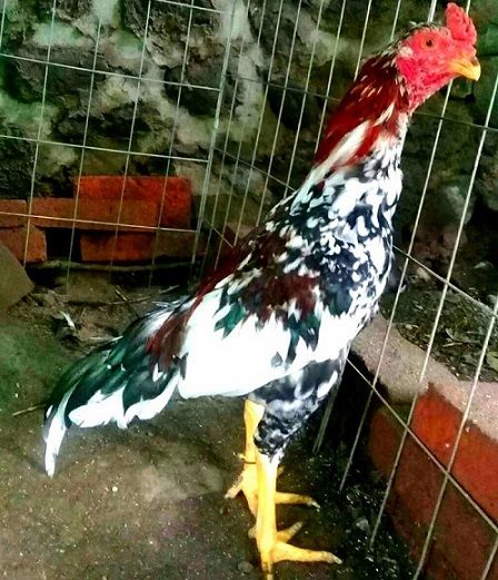 Fotos De Gallos Asiles Pintos Para Descargar Imagenes De Gallos