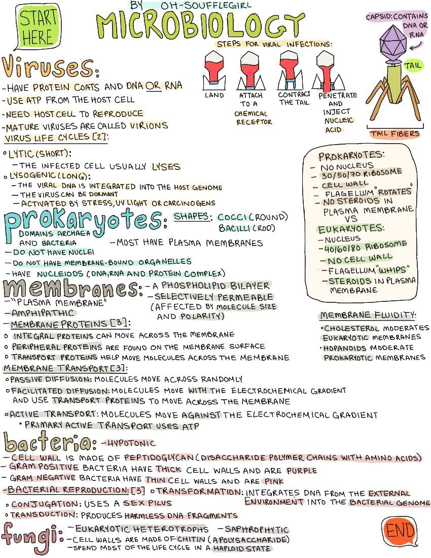 Usmle notes – Artofit Usmle notes – Artofit