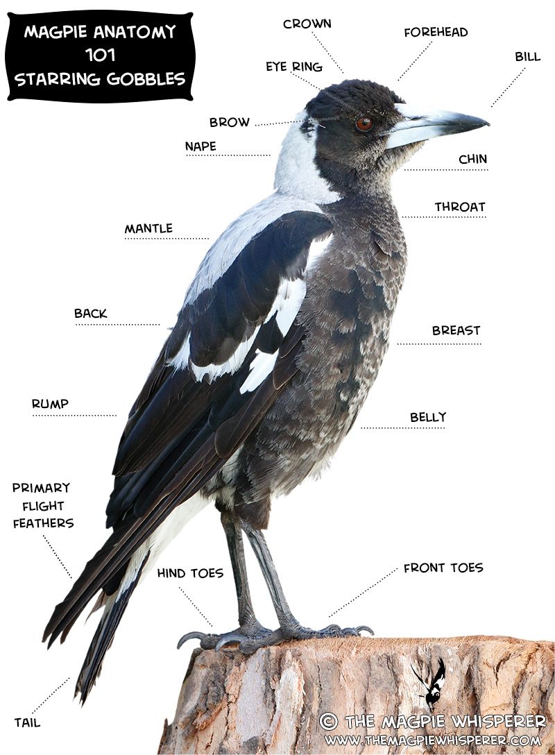 Common Names Australian Magpie Magpie Maggie Scientific Name Cracticus Tibicen Gymnorhina