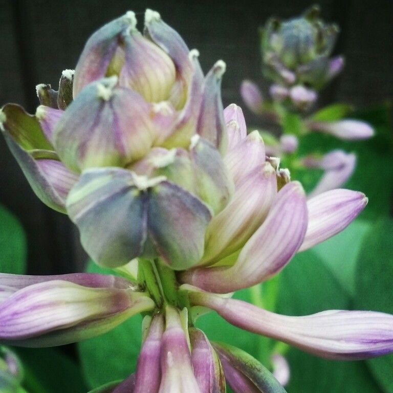 Purple Passion