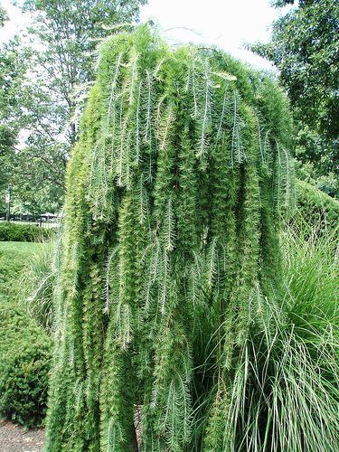 Add Grace To Your Yard With These 20 Weeping Trees Weeping Trees Conifers Garden Specimen Trees
