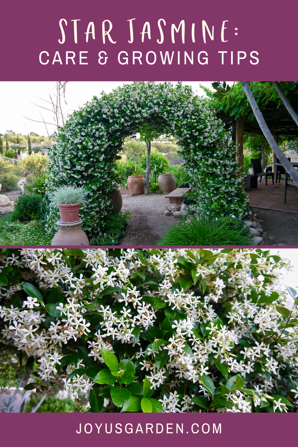 Star Jasmine Plant Care A Versatile Landscape Plant 2023 Guide Artofit