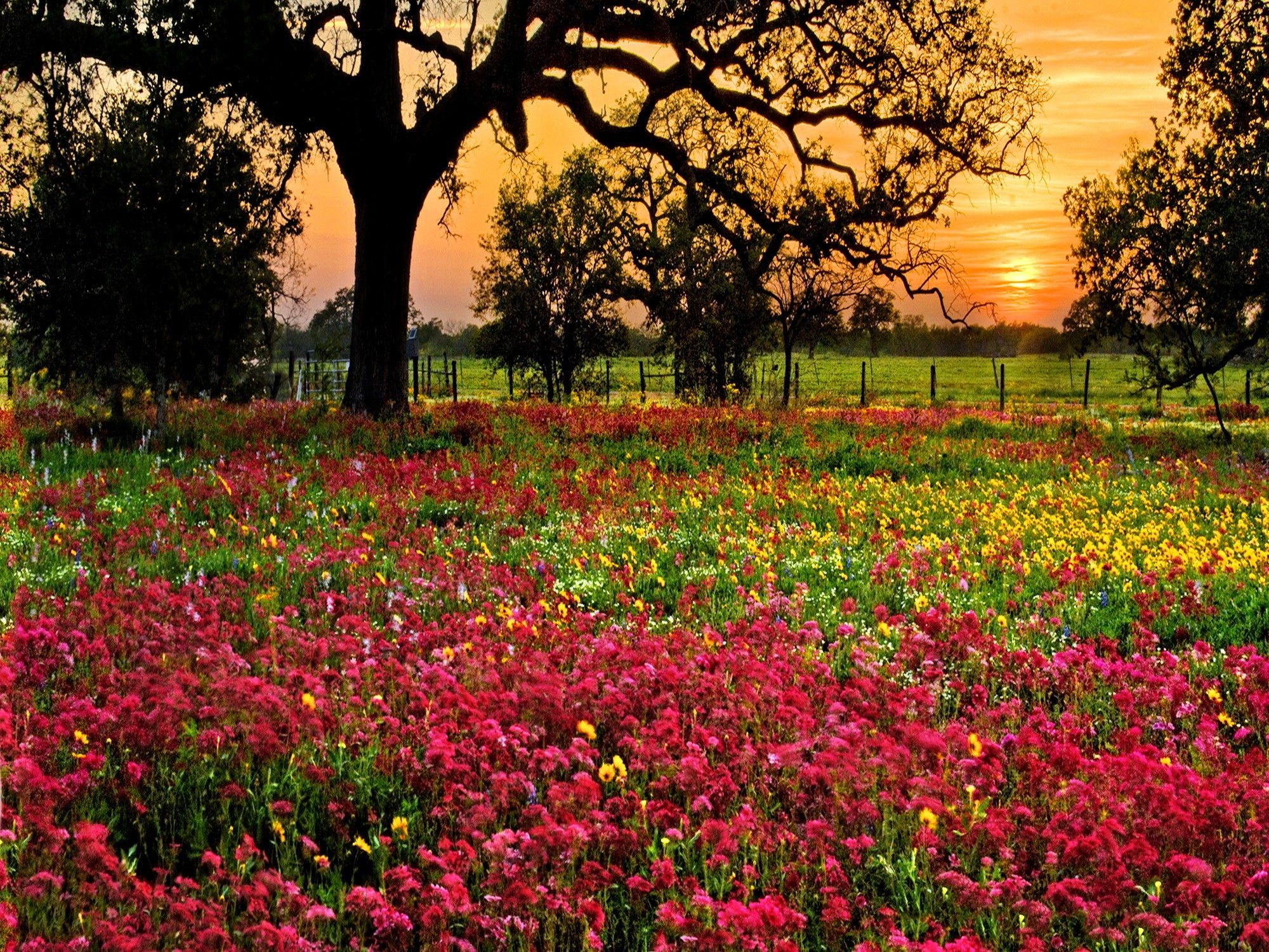 Field Flowers Sunrise Fresh Sunset Grass Trees Nature Red Sundown Park Green Morning Fence