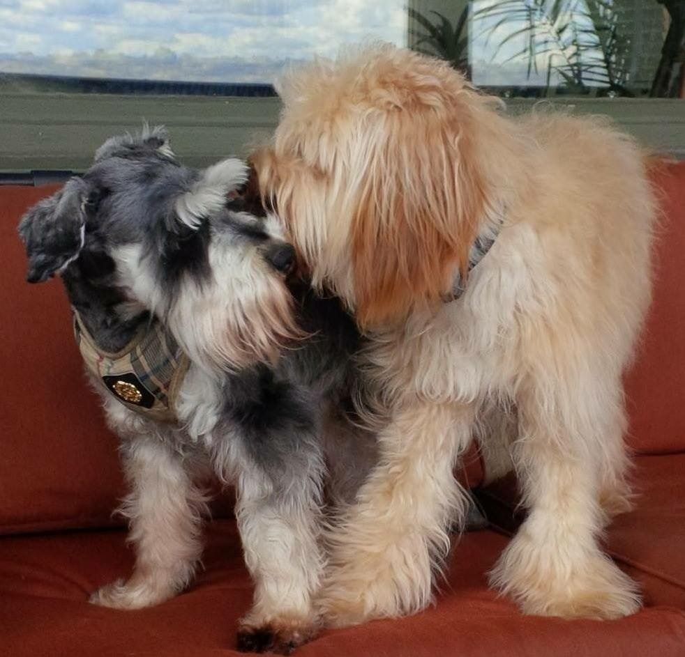 Adorable Schnauzer And Doodle In East Walnut Hills