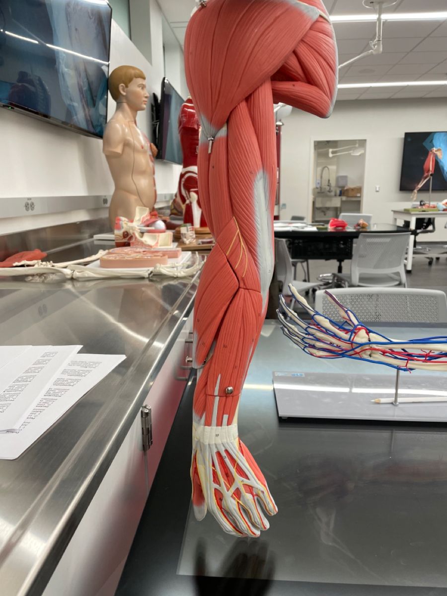 Rotator cuff muscles posterior view – Artofit Rotator cuff muscles posterior view – Artofit