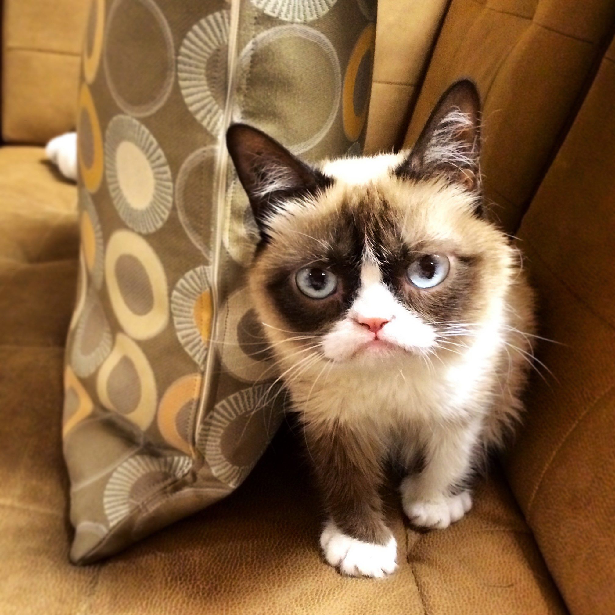 Grumpy Cat On Twitter Grumpy Cat Meme Funny Grumpy Cat Memes Grumpy Cat