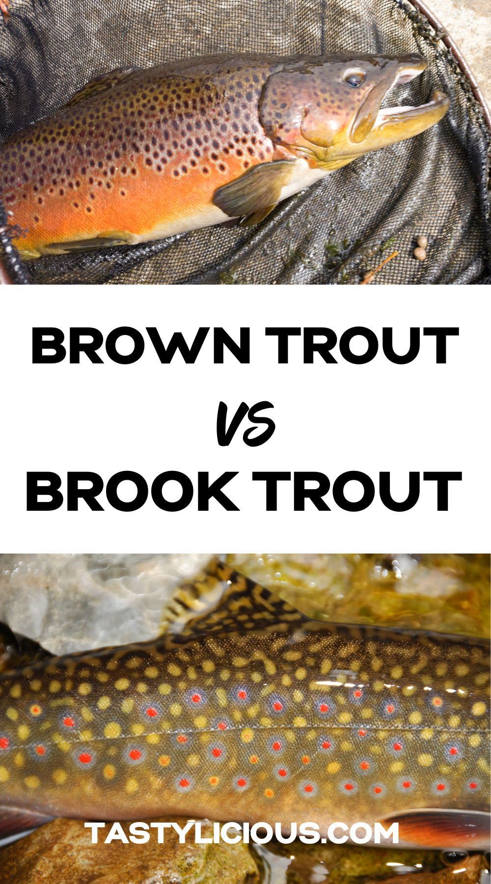 Brown trout vs brook trout – Artofit Brown trout vs brook trout – Artofit