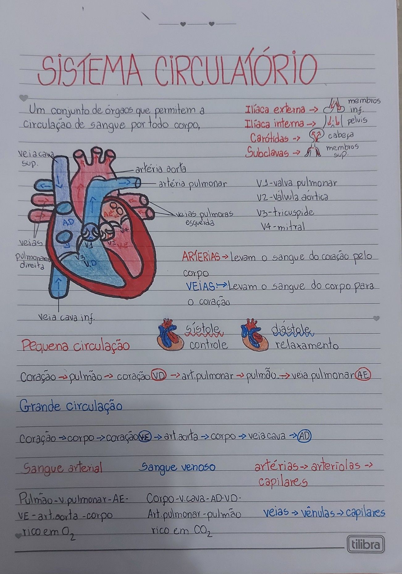 100 Mapas Mentais Sobre Sistema Cardiovascular Artofit