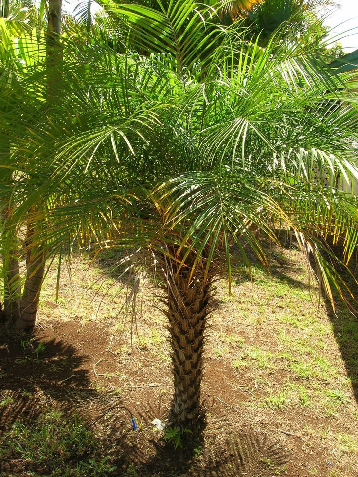 Dwarf Date Palm Phoenix Roebelenii Pygmy Date Palm Native To South