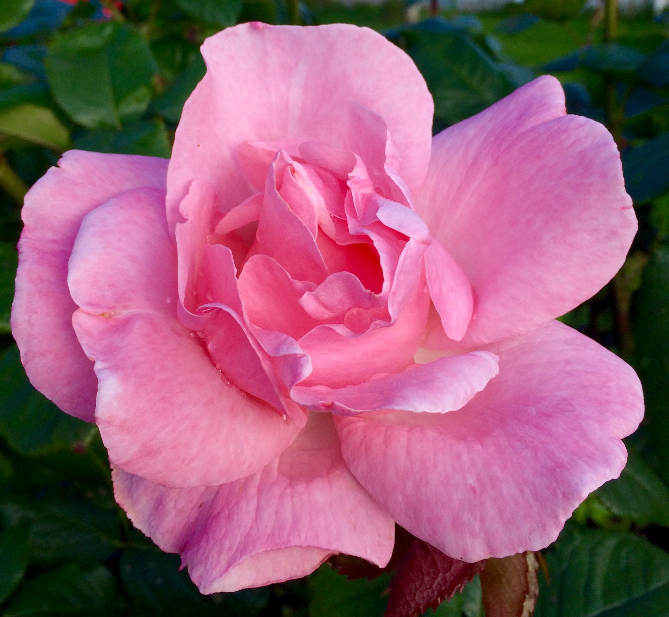 Розовая роза🌹