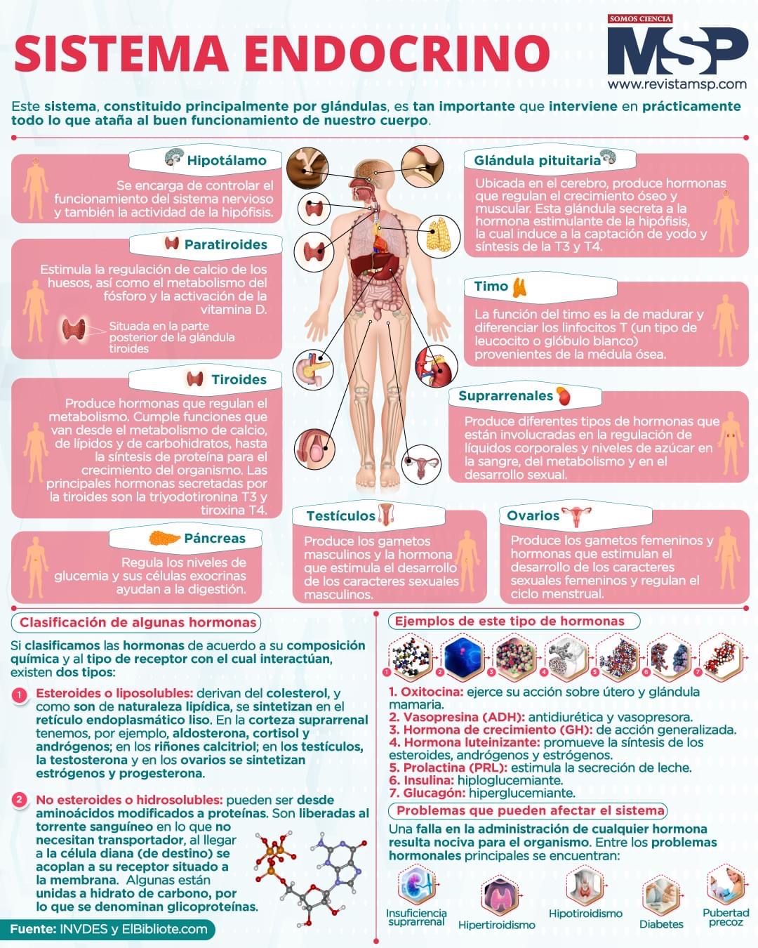 Pin De Pattylu En Medicina Cuadros Sinápticos Y Más Sistema Endocrino
