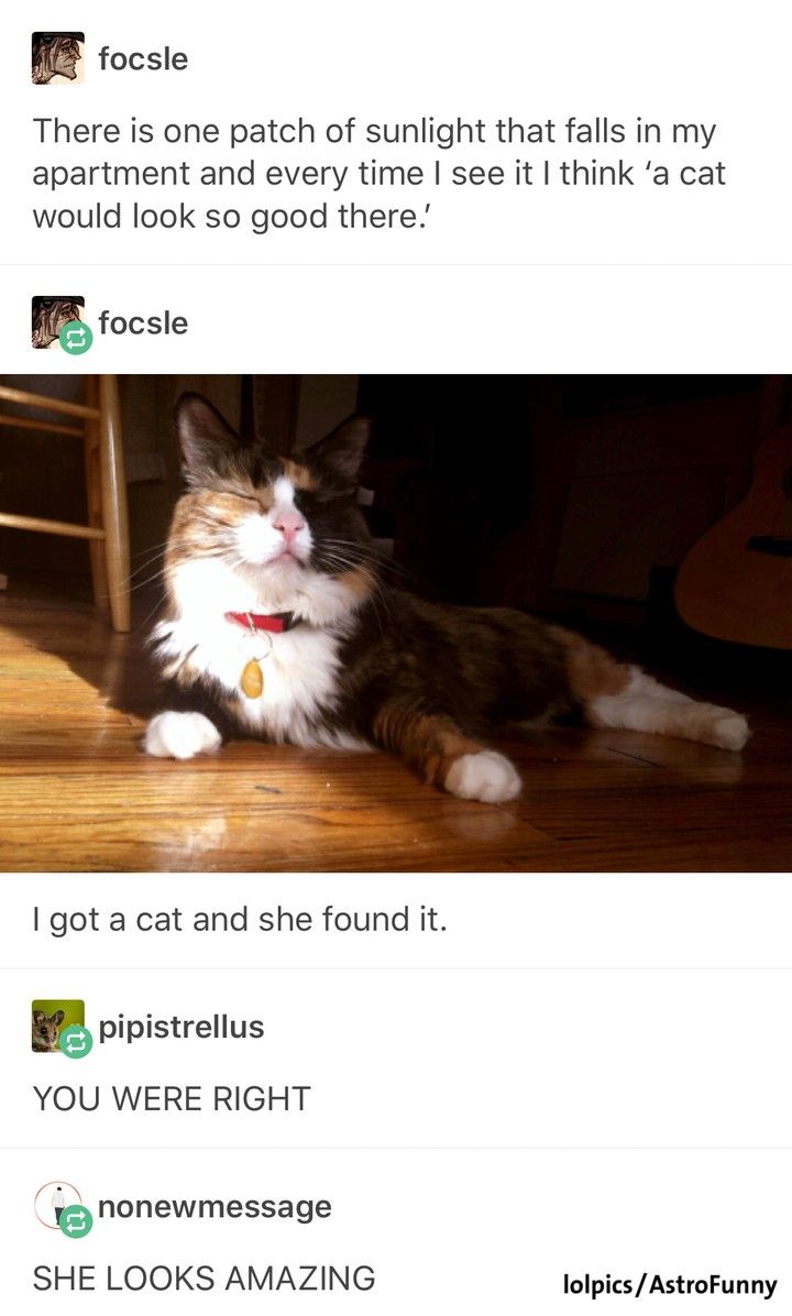 A Hissterical Cat Memes Gaggle For A Full Belly Cackle Artofit
